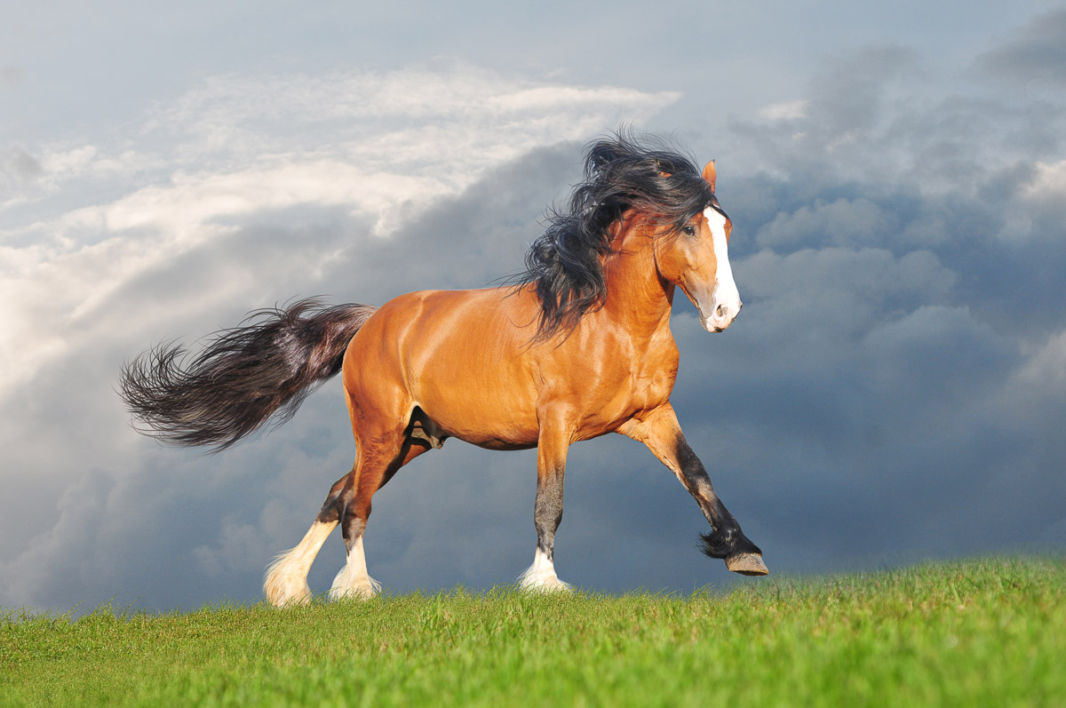Ihr Foto als Tapete | Vlies Fototapete nach Mass | vom Hersteller ...